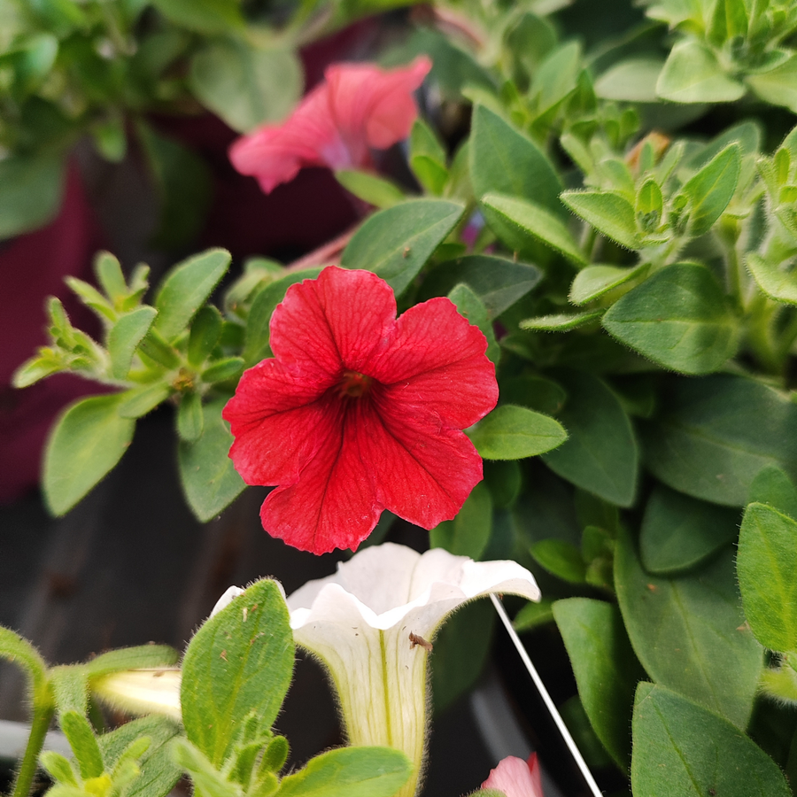 SUPERTUNIA VISTA Kwitnąca przez całe lato, idealna do pojemników – Hortorus